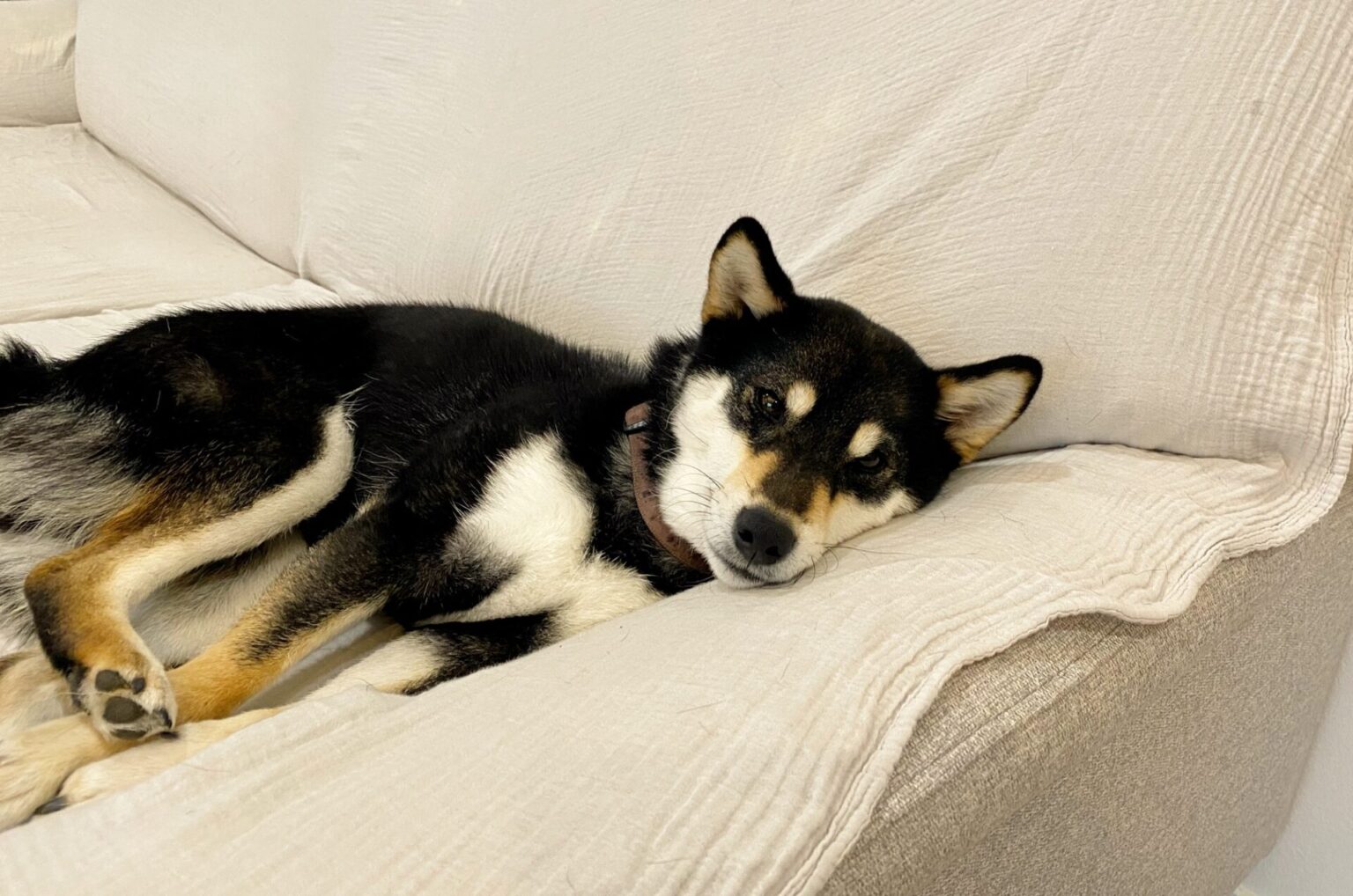 ニトリの3人用布張りソファ(MK02 KD)がオシャレで機能的でルンバが通る！ | コダテ生活